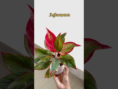 I think I got the best price for these beautiful plants!😍 #indoorplants #houseplants #fyp #plants
