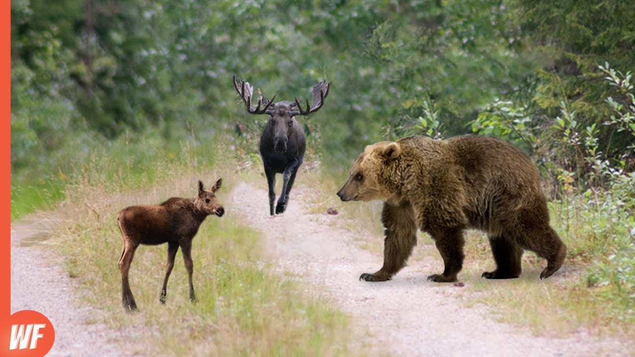 Bear Attacks Baby Moose and Quickly Regrets It
