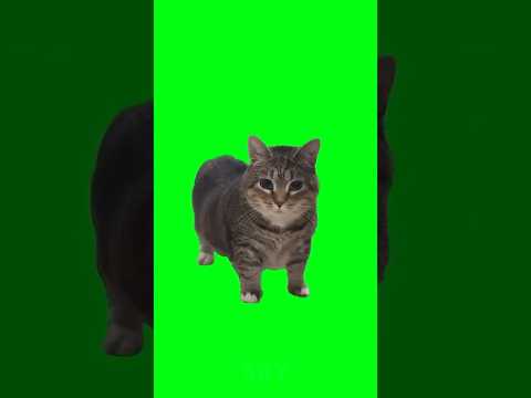 Secret Origin of The OIIA OIIA Cat Meme😲