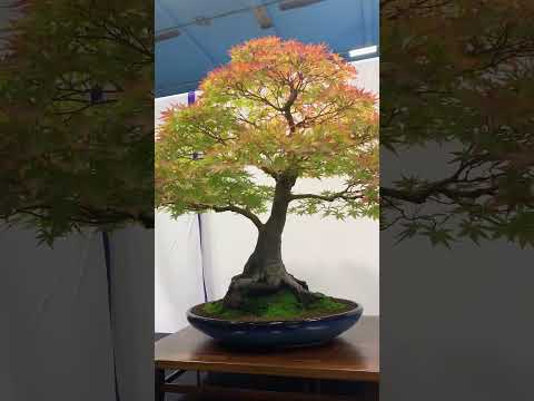 Beautiful Japanese Maple Bonsai (Acer Palmatum) #maplebonsai #japanesemaple #japanesebonsai #bonsaj