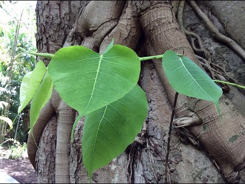 Ficus religiosa ( Sacred Fig, Bodhi tree, Peepal tree )