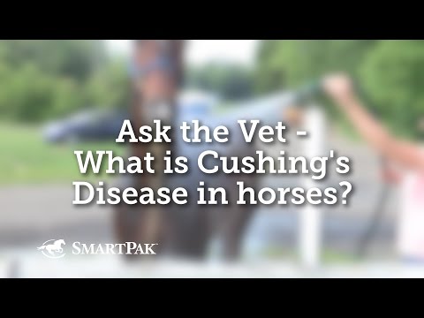 Ask the Vet - What is Cushing's Disease in horses?