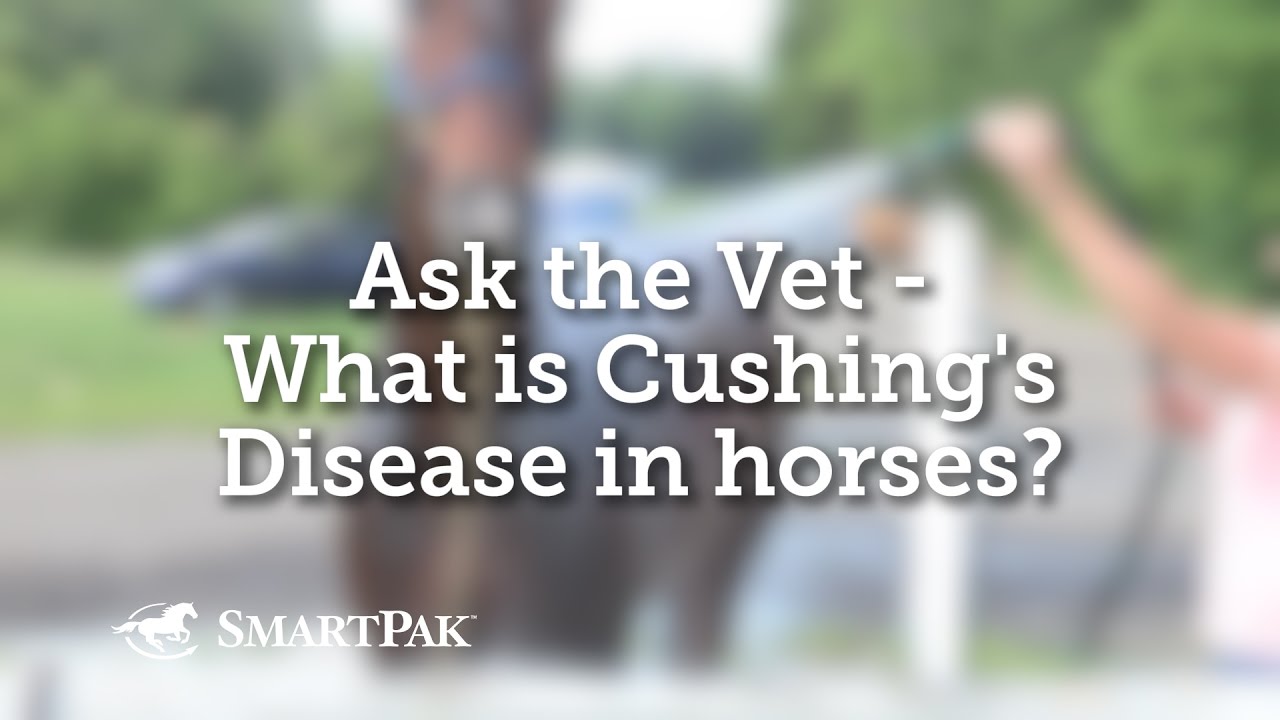 Ask the Vet - What is Cushing's Disease in horses?