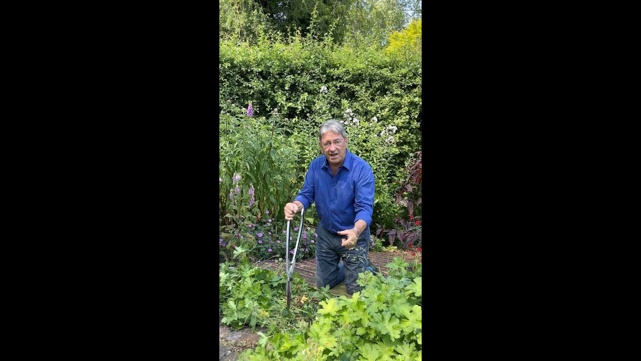 How to get MORE flowers on hardy geraniums