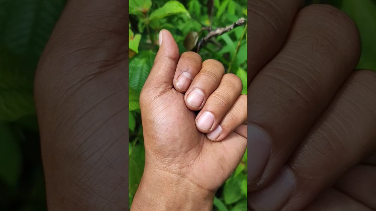 i found it in the garden #anyuniqueanimals #beautifulinsects #insects #acapella