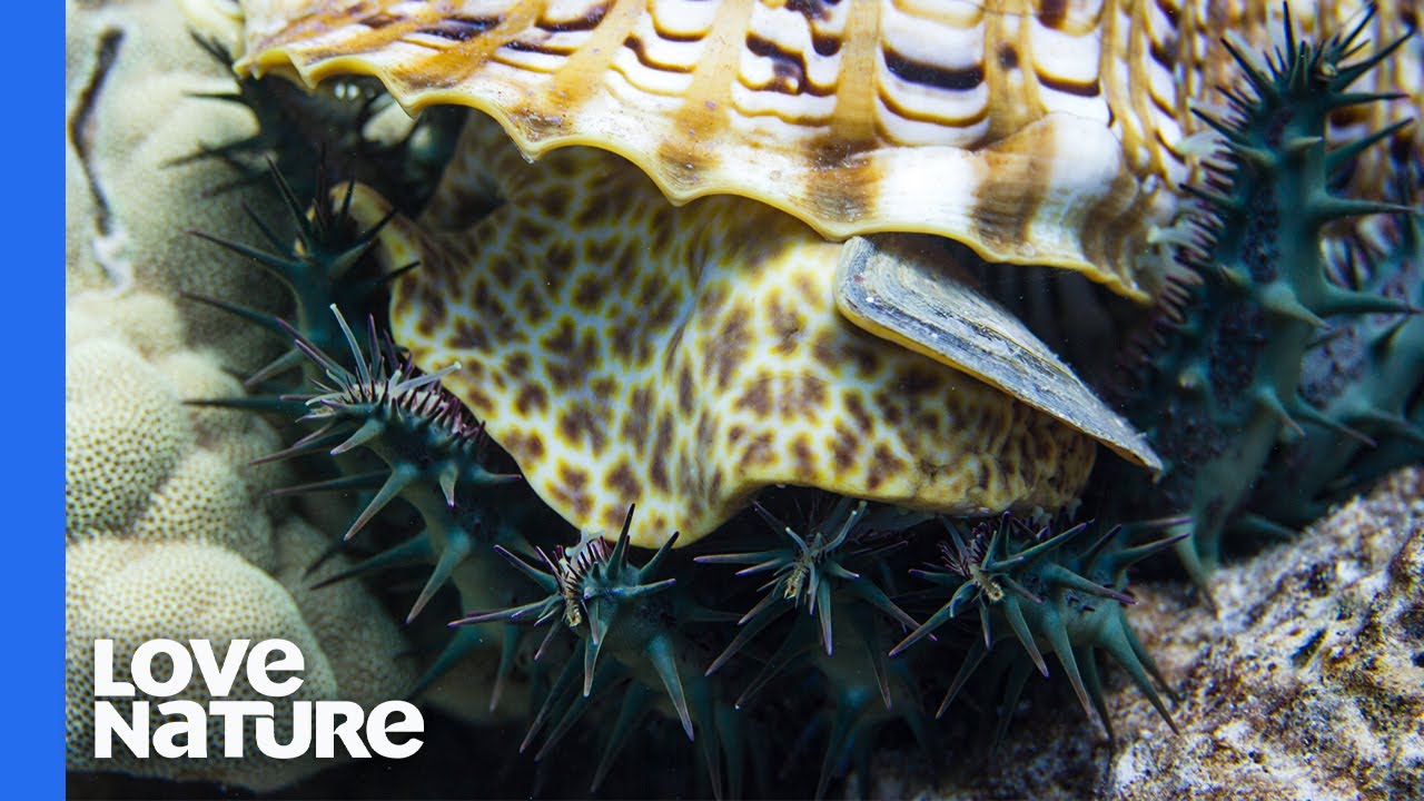 Giant Sea Snail Hunting Crown-of-thorns Starfish