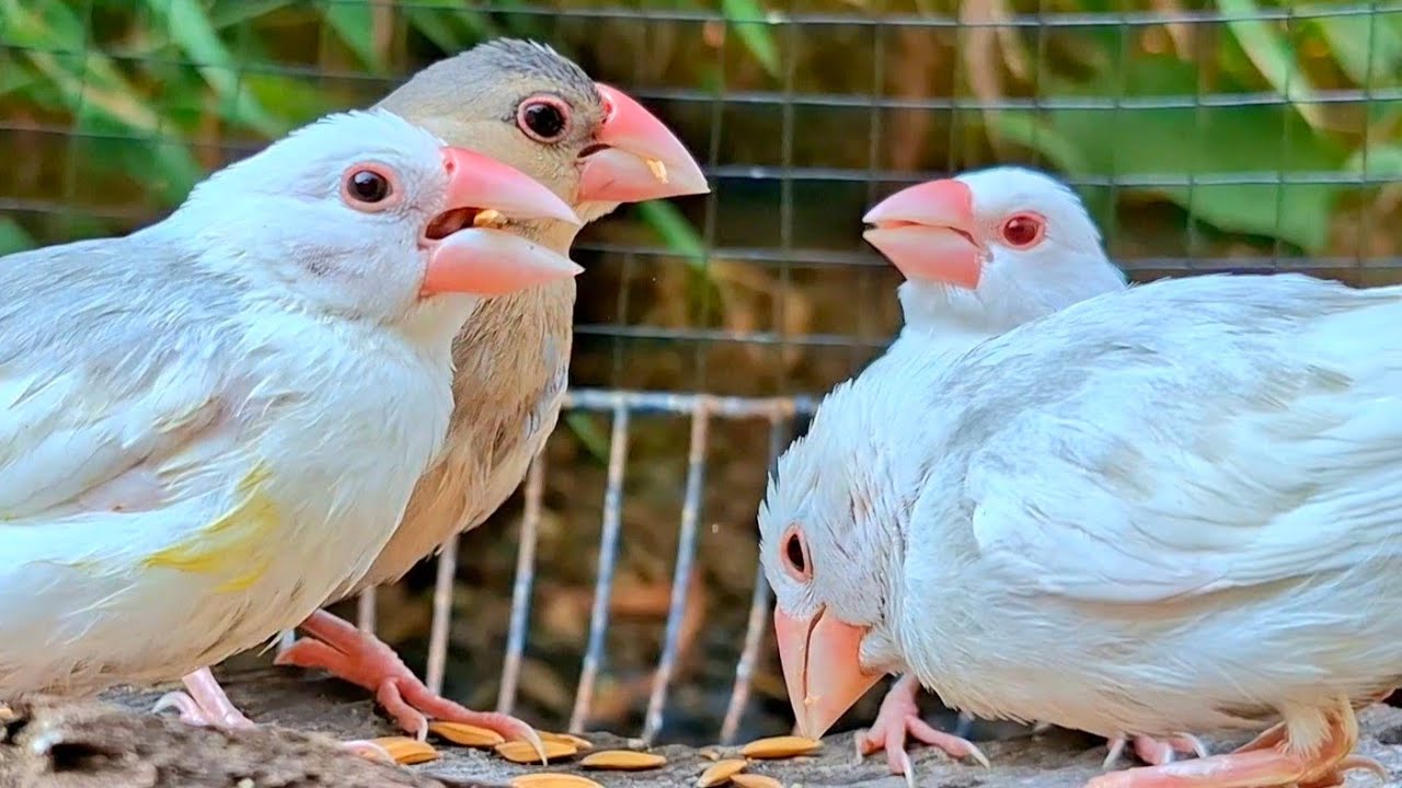 Java sparrows sang and chatted happily while having breakfast together. They like and enjoy moment.