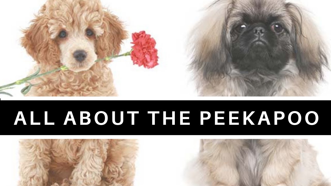 All About The Pekingese Poodle Mix (The Peekapoo)