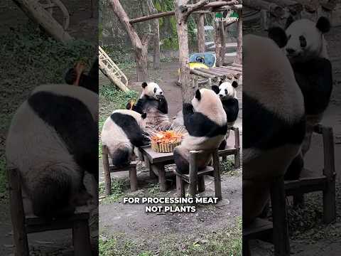 Why Pandas Dont Eat Meat?