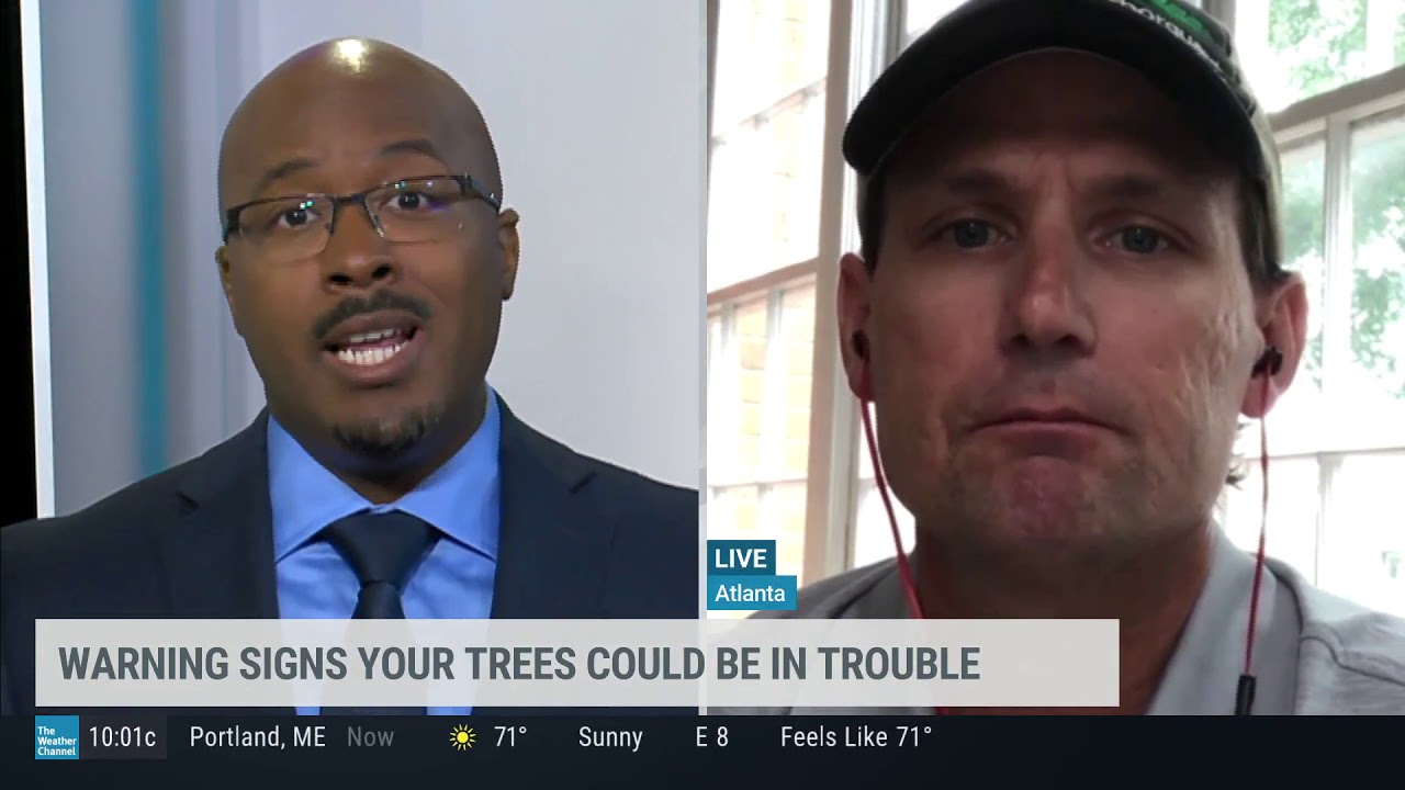 How to Prevent Falling Trees