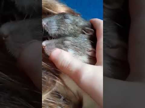 Happy rats eye boggling.