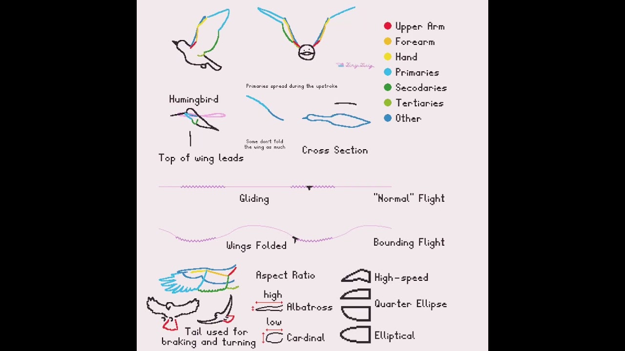 Bird Flight Animation Tutorial - Flapping #animation #bird