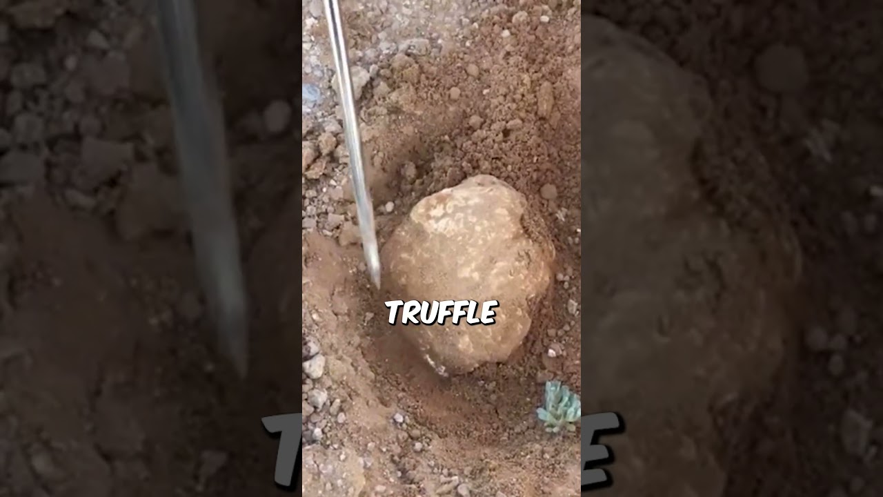 This Truffle Sold For Over $300,000 #shorts