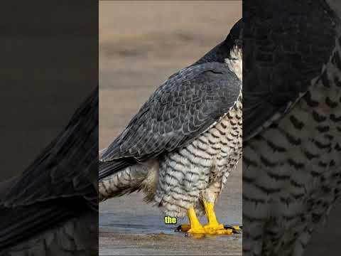 The Fastest Animals on Land, Air, and Water!