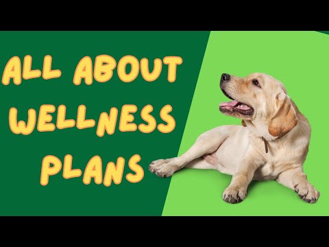 All About Wellness Plans, Pet Insurance, and Care Credit!🐶