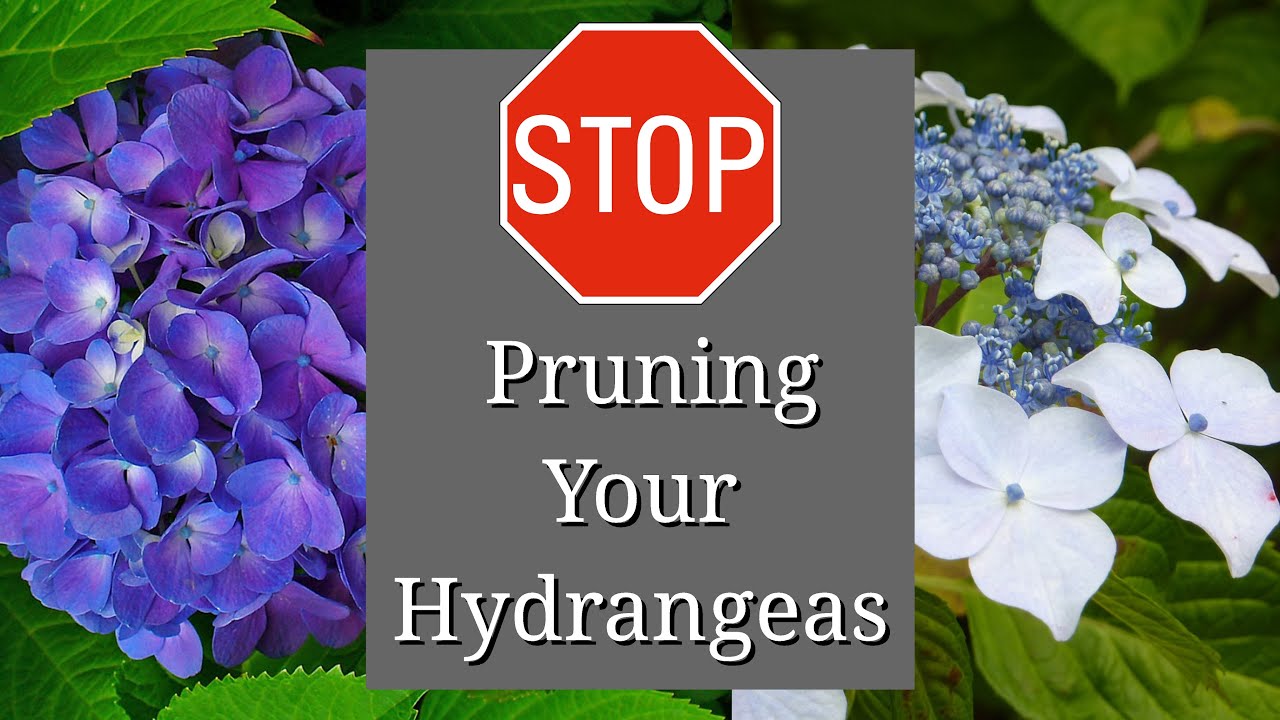 It's August: Stop Pruning Your Hydrangeas (northern hemisphere)