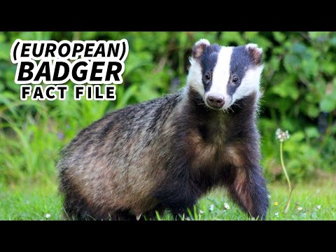(European) Badger Facts: aka the Eurasian Badger | Animal Fact Files
