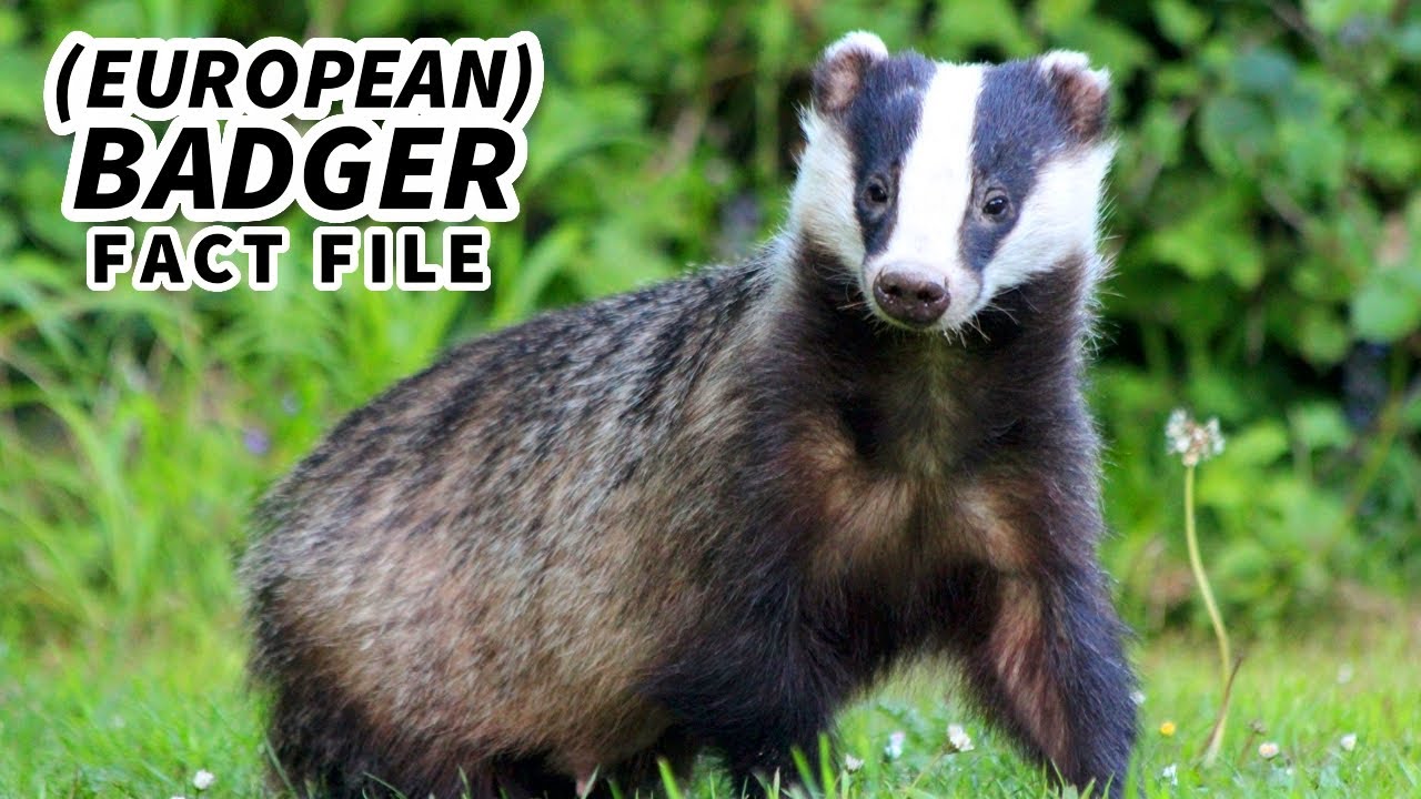 (European) Badger Facts: aka the Eurasian Badger | Animal Fact Files