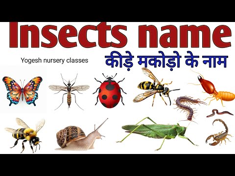 "Insects Name with fact" | insects name | kide makode...