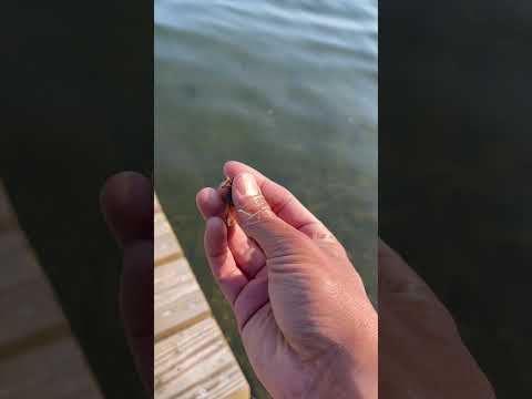 FISH LOVE THIS SECRET BAIT!!! #shorts
