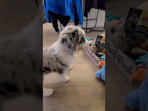 From 2 months to 20 months 🥺 #puppydog #australianshepherd #bluemerle #cutepuppy #cutedogs