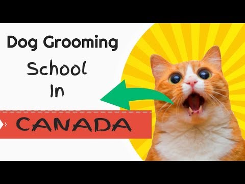 Dog Grooming School In Canada - Dog Grooming Courses | Dog Grooming School