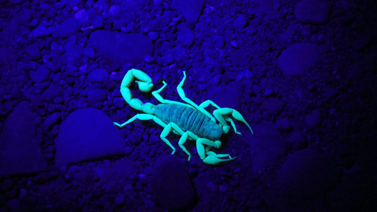Scorpions Uncovered: The Ultimate Guide to Nature’s Stealthy Predators!
