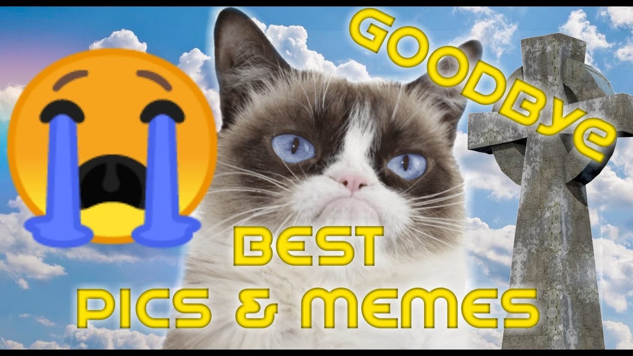 Tribute to Grumpy Cat - Rest in Peace