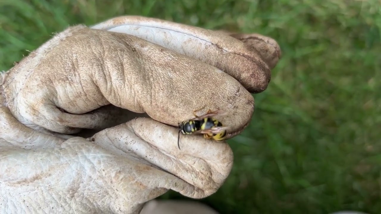 All Hail the Queen! The Difference Between Yellow Jacket and Honeybee Queens
