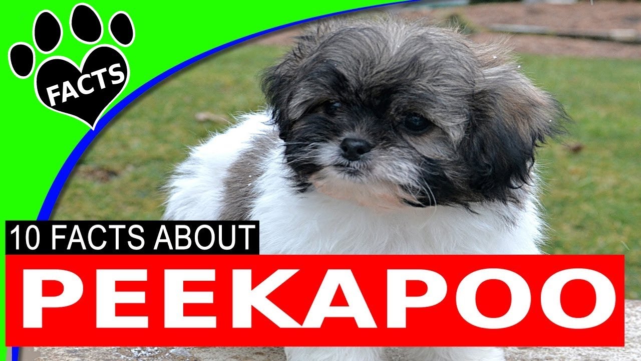 Peekapoo - Pekingese Poodle Mix - Designer Doodle Dogs 101