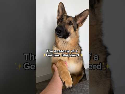 Is your dog like this too? 🐶 #dog #gsd Audio - @bearsworld_gsd