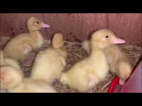 Ducklings 🐥 💕