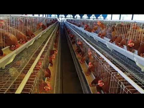 Layer Chicks - Wholesale Price & Mandi Rate for Poultry Layer Chick