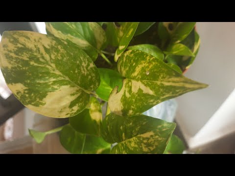Top 5 Secrets | How to grow Money Plant faster