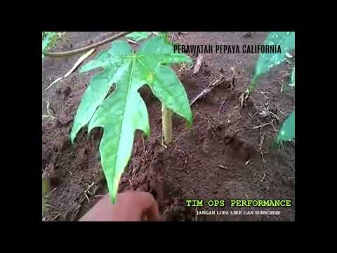 VIRAL !! PERAWATAN PEPAYA CALIFORNIA