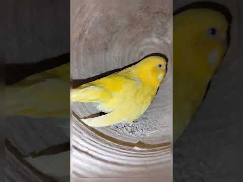 egg laying.