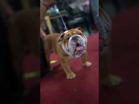 Rise Of The Bullyz 2.0 Dog show