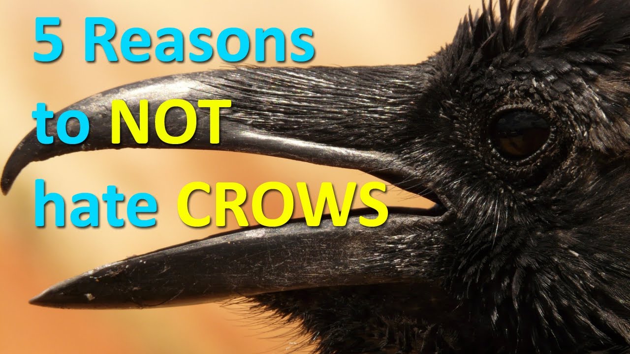 5 Reasons Not To Hate Crows