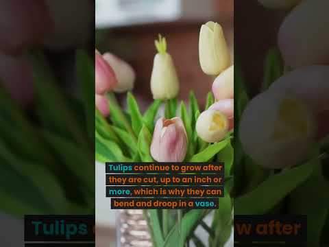 The Fascinating Facts  and Colors of Tulips
