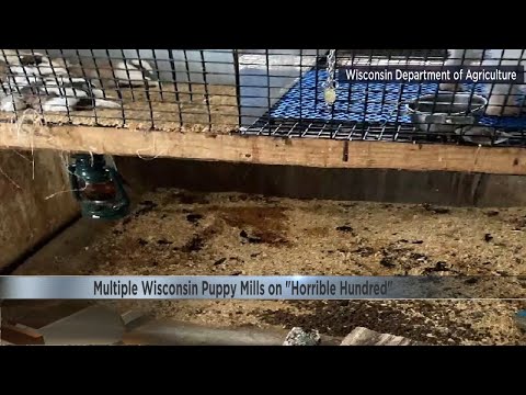 'Puppy mills view the dogs as livestock'; Ten Wisconsin breeders named in 'Horrible Hundred' report