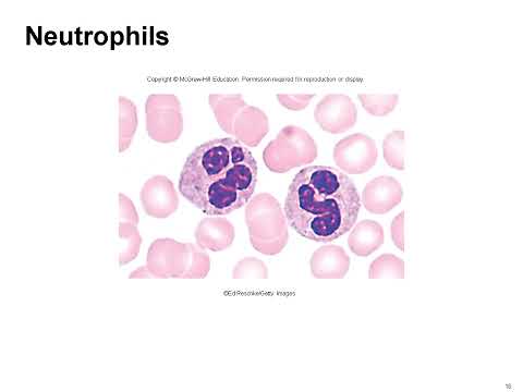 Mastering Medical Terminology Chapter 11: The Blood