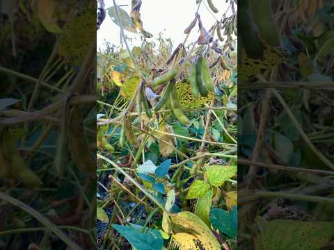 Popular Types Of Beans