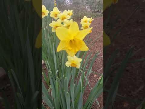 Beautiful Yellow Daffodil