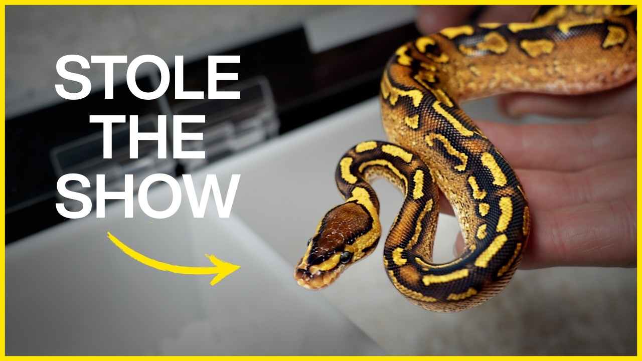 World’s First Paint Puzzle Ball Python! | NARBC Tinley March 2026