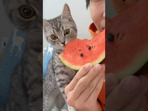 Cat eats watermelon 🍉#catshorts #cat #catlover #cats #catvideos #catholic #kitten #cutecat #funny