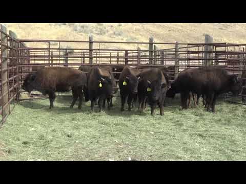 AISP Bull Calves