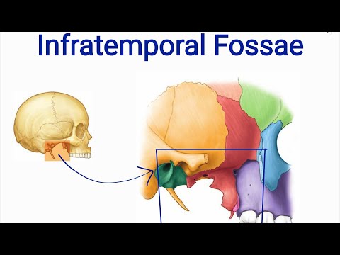 Infratemporal Fossae Anatomy Simplified | Borders | Contents | MBBS, BDS, Nursing and Allied Health