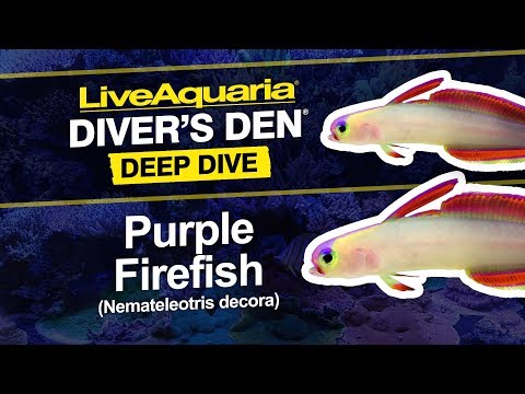 LiveAquaria® Diver’s Den® Deep Dive: Purple Firefish (Nemateleotris decora)