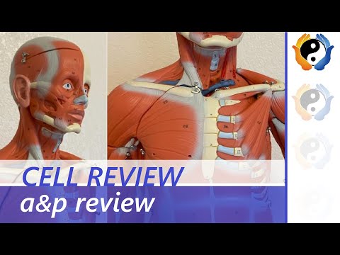 Cell Review: Medical Terminology