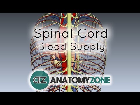 Spinal Cord Anatomy - Blood Supply - 3D Anatomy Tutorial